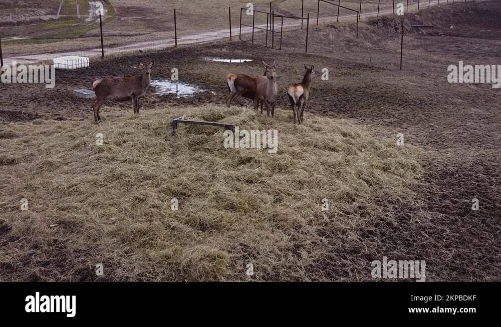 Fear of deer Stock Videos & Footage - HD and 4K Video Clips - Alamy