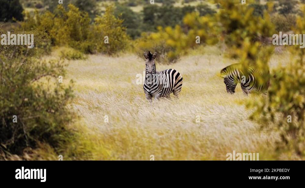 Savannah zebra migration Stock Videos & Footage - HD and 4K Video Clips ...
