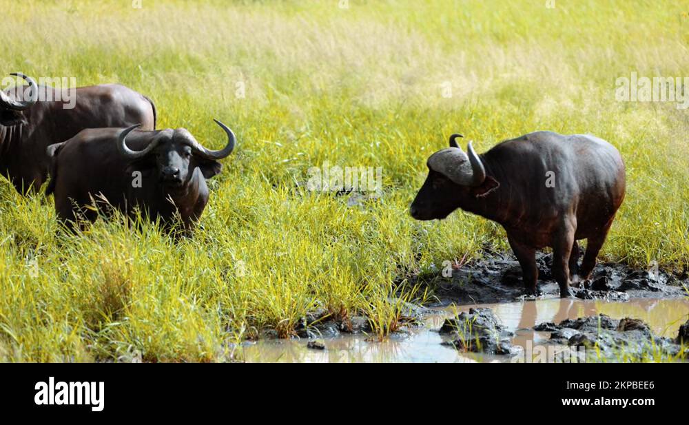 Big five horns Stock Videos & Footage - HD and 4K Video Clips - Alamy