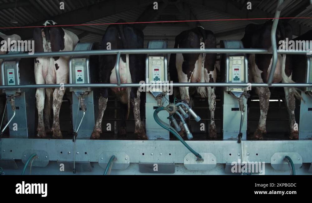 Farming technology cows Stock Videos & Footage - HD and 4K Video Clips ...