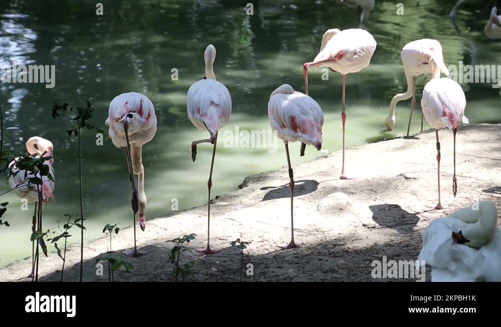 Zoo breeding Stock Videos & Footage - HD and 4K Video Clips - Alamy