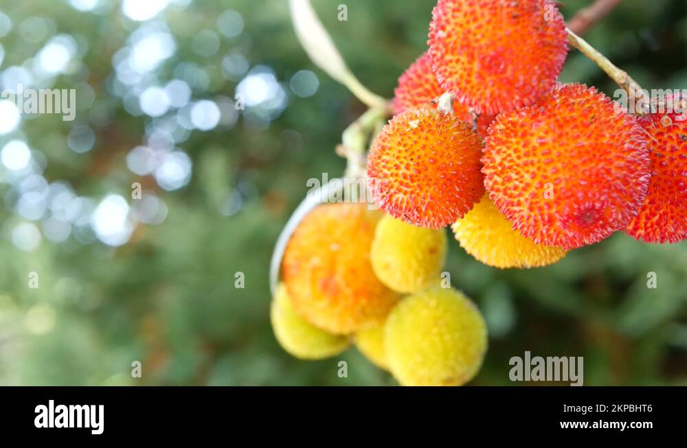 Strawberry tree fruit, irish arbutus unedo berry, cain cane apple ...