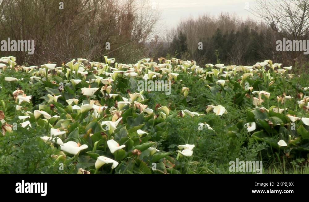 Beautiful pitchers Stock Videos & Footage - HD and 4K Video Clips - Alamy