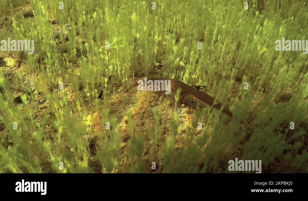 Female Smooth newt (Lissotriton vulgaris) at the bottom of shallow pond ...