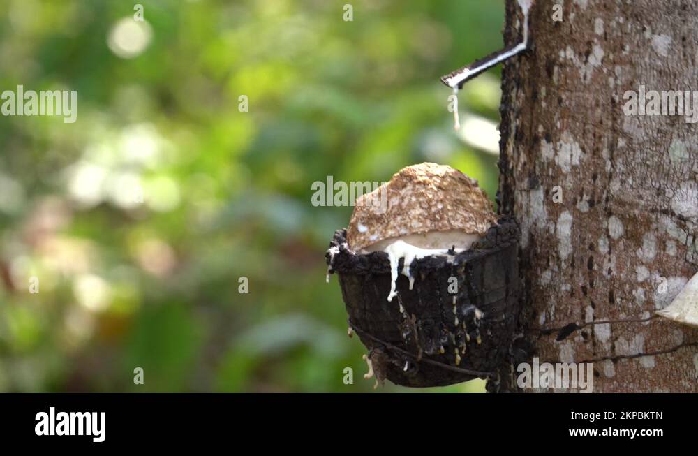 Rubber Tree Tapping Process, Latex Dripping From Tree Bark Into The ...