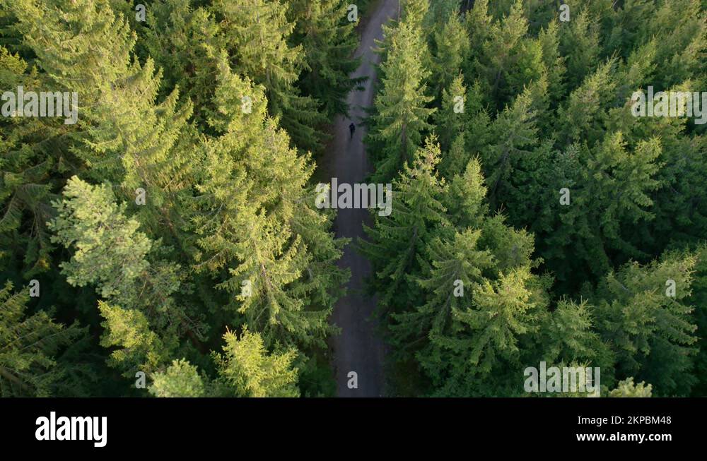 Green forest wallpaper Stock Videos & Footage - HD and 4K Video Clips ...