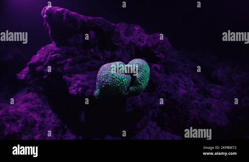 Coral shines under UV light underwater. Coral reef shines with magic ...