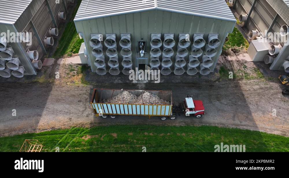 Avian bird flu aftermath. Factory farm poultry workers in hazmat suits ...