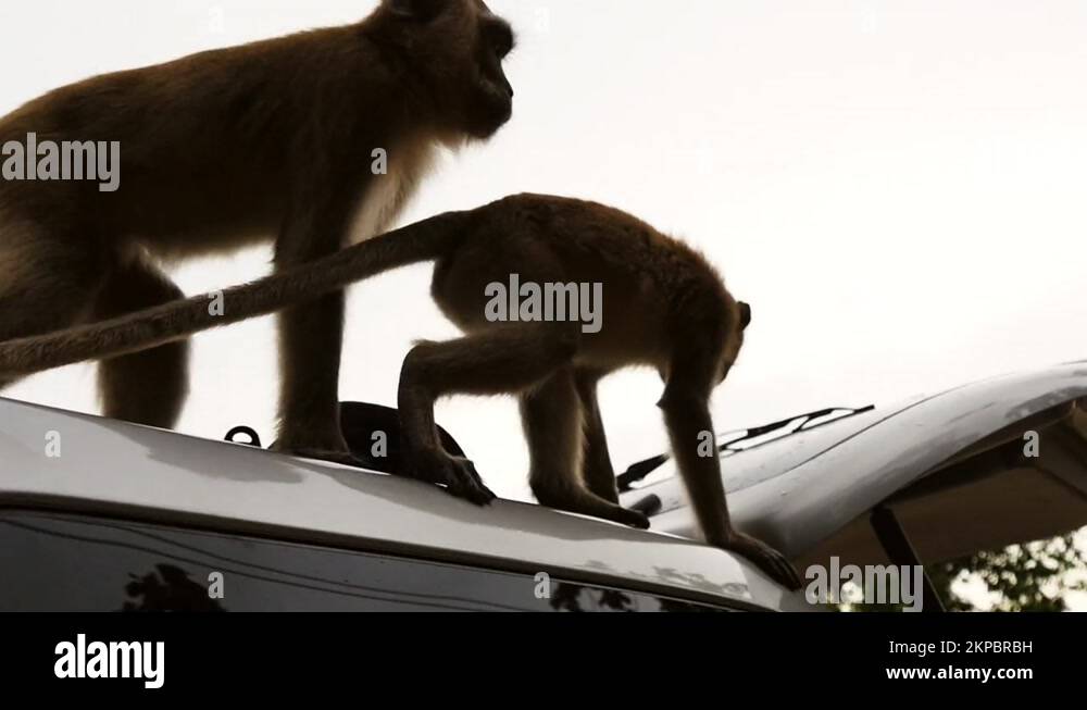 Monkeys on car Stock Videos & Footage - HD and 4K Video Clips - Alamy
