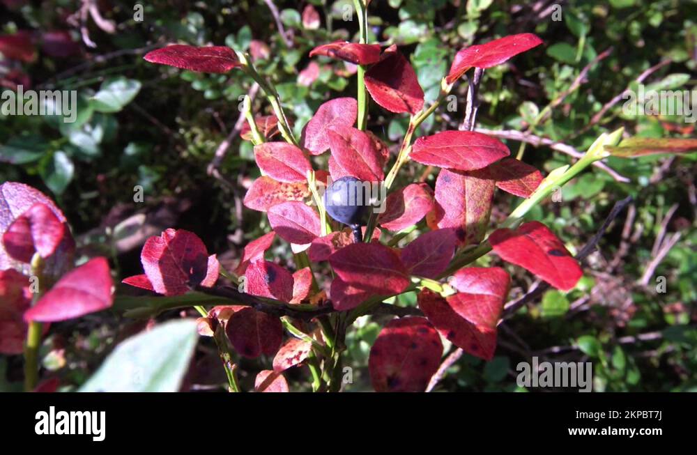 Huckleberry leaf Stock Videos & Footage - HD and 4K Video Clips - Alamy