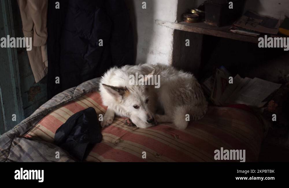 Dog laying scared Stock Videos & Footage - HD and 4K Video Clips - Alamy