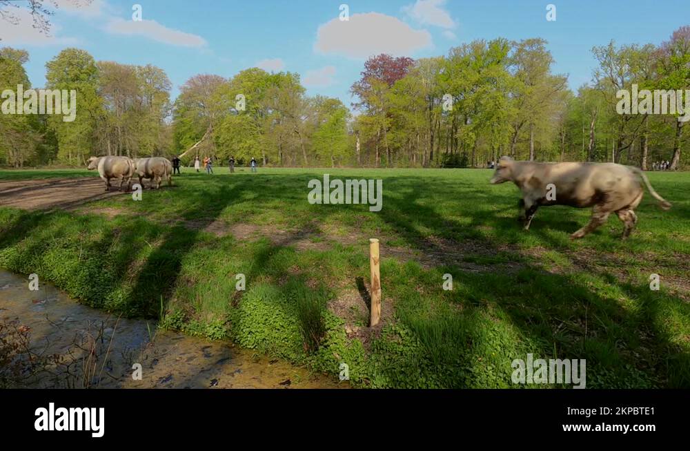 Dancing cows Stock Videos & Footage - HD and 4K Video Clips - Alamy