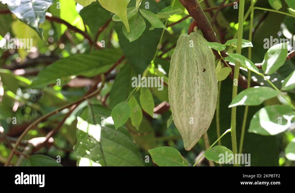 Fruit of the cacao tree Stock Videos & Footage - HD and 4K Video Clips ...