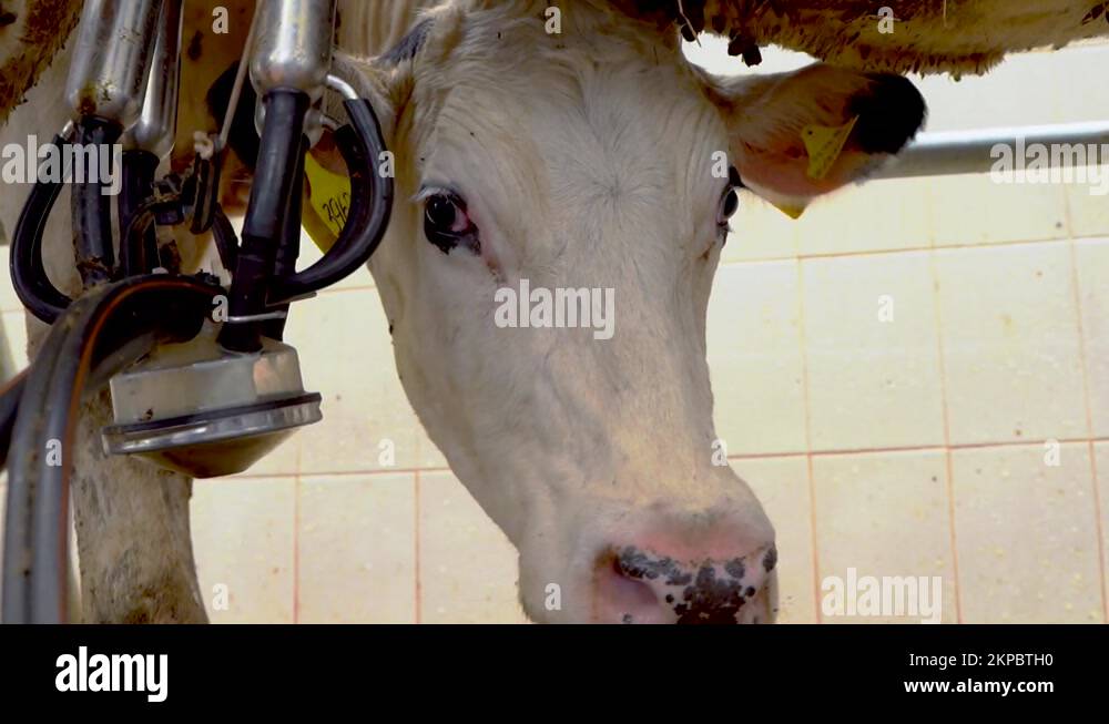 Machine Milking Cows on a Farm. Automated Milking Machine Controlled by ...