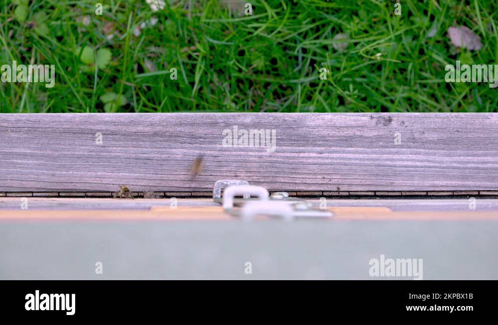 Bees entering and exiting a beehive. Camera was positioned on top (part ...