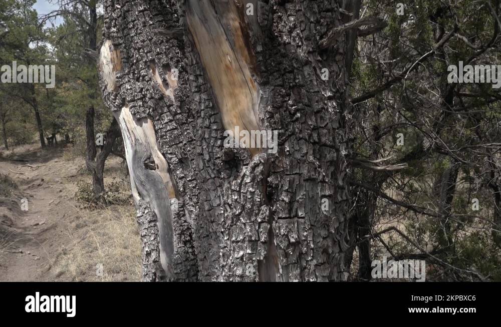Alligator tree Stock Videos & Footage - HD and 4K Video Clips - Alamy