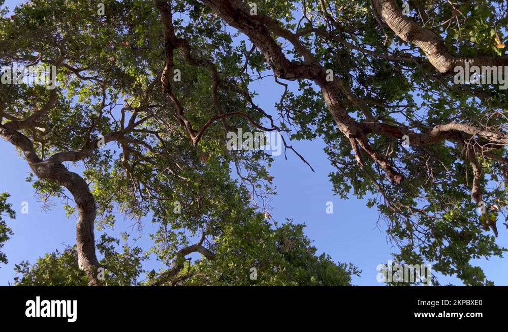 Live coast oak tree Stock Videos & Footage - HD and 4K Video Clips - Alamy