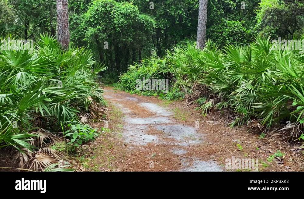 Pathway With Dense Vegetations In Tropical Rainforest Of Lettuce Lake ...