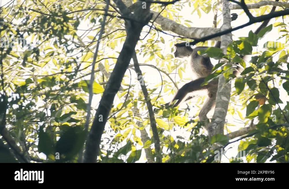 Monkey swinging low Stock Videos & Footage - HD and 4K Video Clips - Alamy