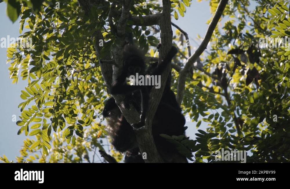 Maya mother Stock Videos & Footage - HD and 4K Video Clips - Alamy