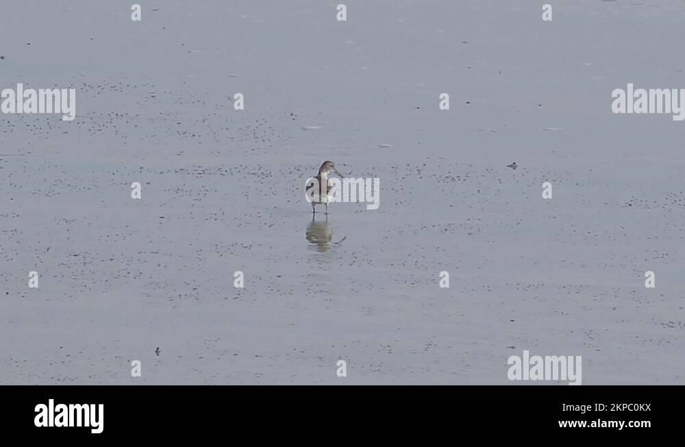 Grey tailed tattler tringa brevipes Stock Videos & Footage - HD and 4K ...