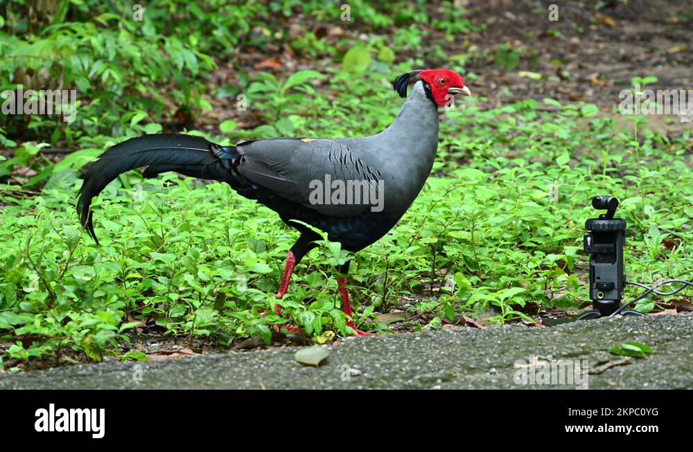 Facing to an action camera while it is being filmed in the wild ...