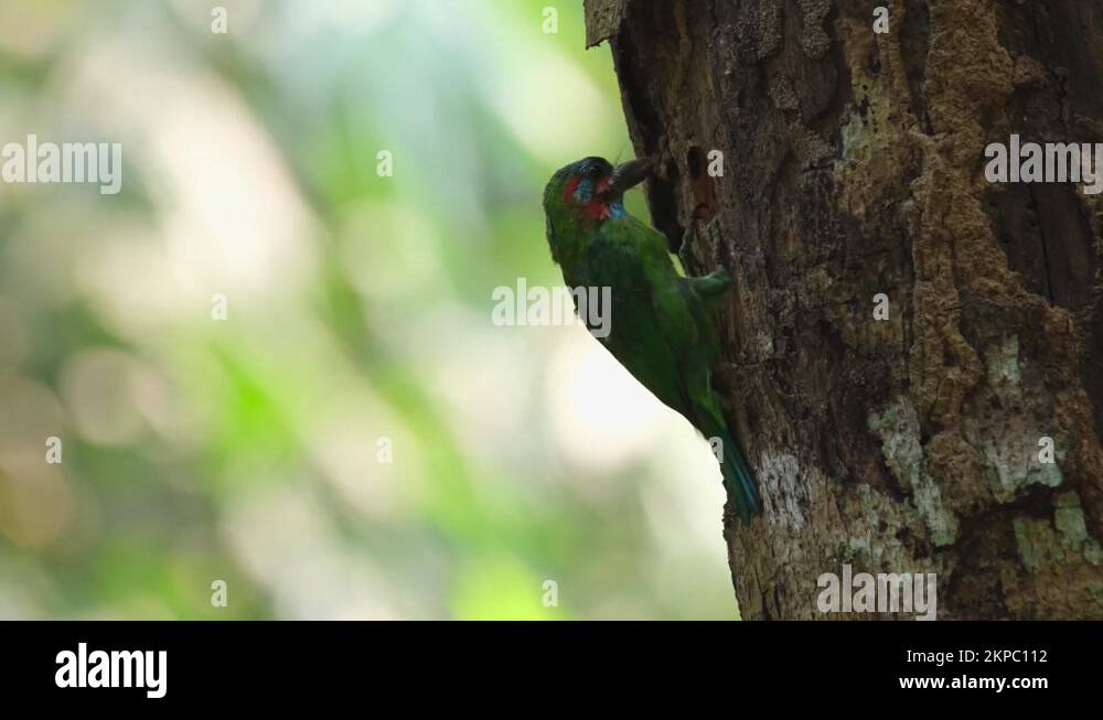 Deep burrow Stock Videos & Footage - HD and 4K Video Clips - Alamy