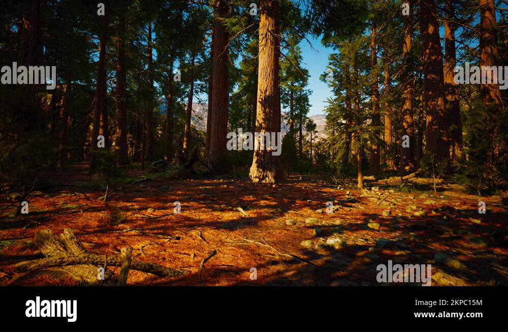 famous Sequoia park and giant sequoia tree at sunset Stock Video ...