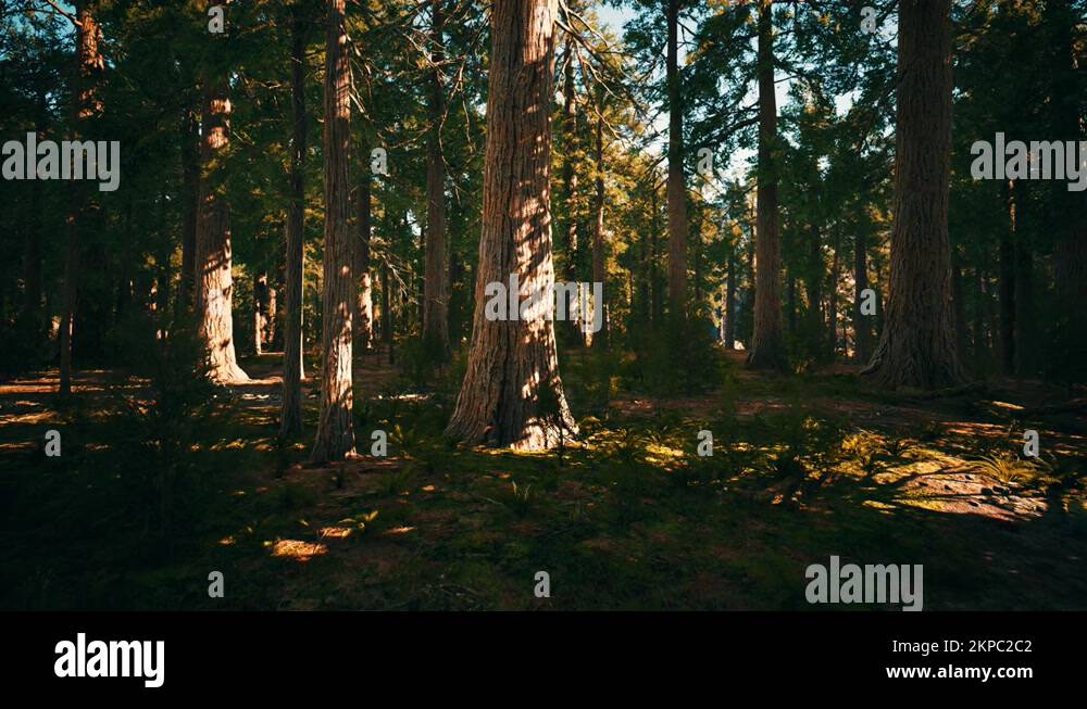 Scale of the giant sequoias of Sequoia National Park Stock Video ...