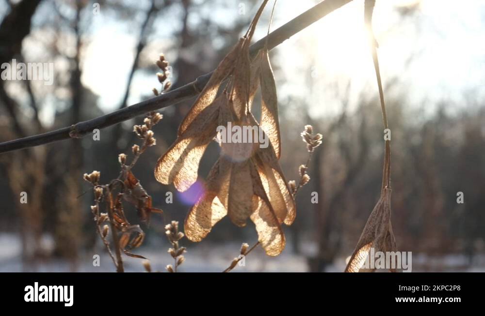 Helicopter seeds seeds flying Stock Videos & Footage - HD and 4K Video ...