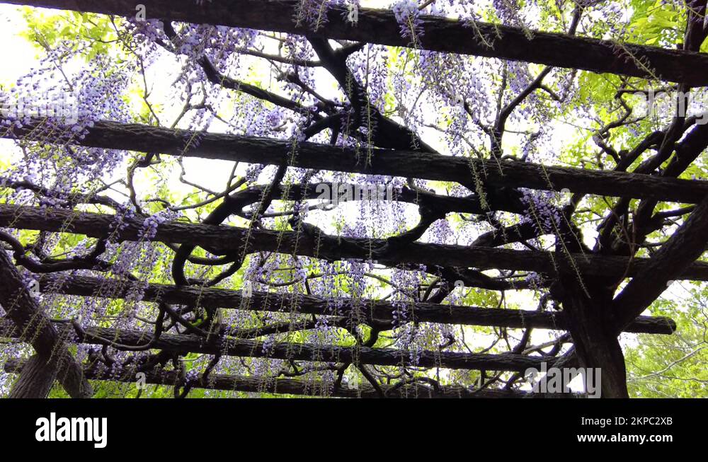 Japanese garden trellis Stock Videos & Footage - HD and 4K Video Clips ...