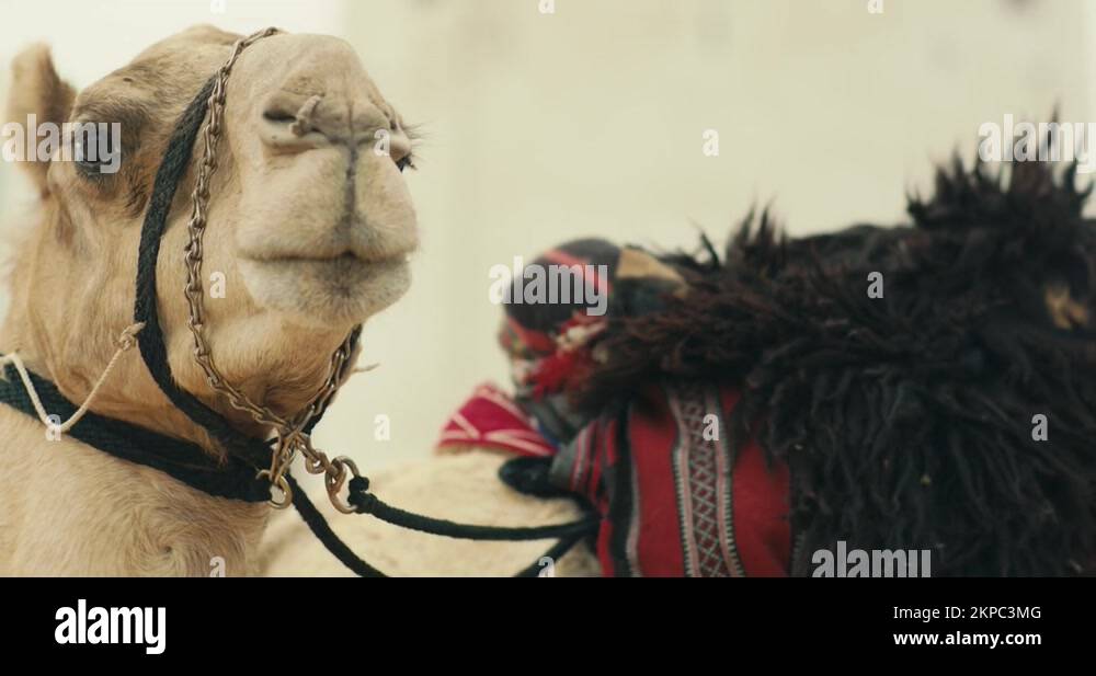 Camel Stock Videos & Footage - HD and 4K Video Clips - Alamy