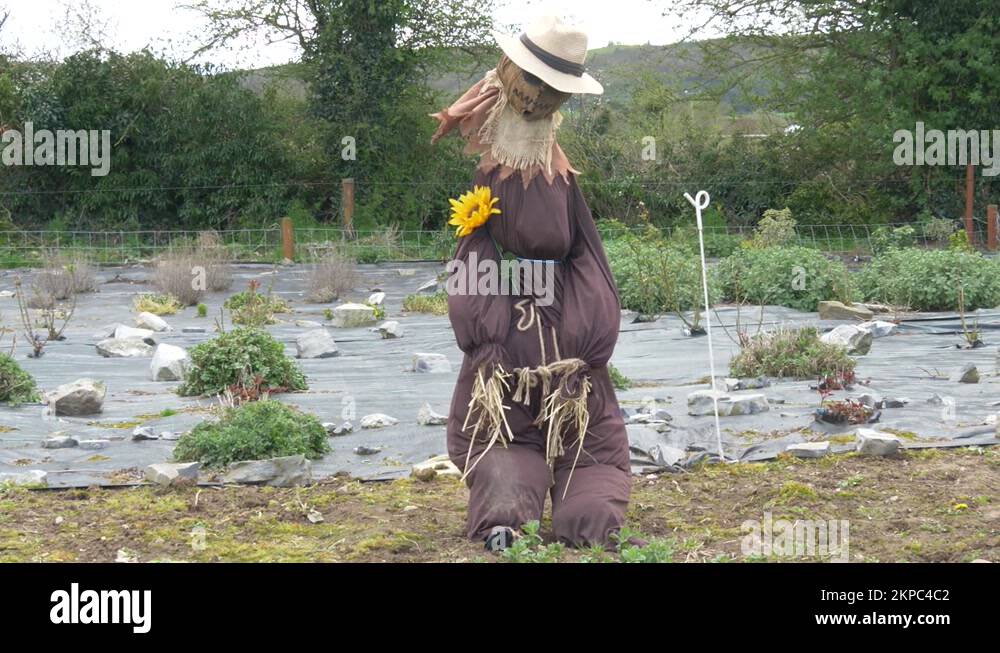 Scarecrow dressed in hat Stock Videos & Footage - HD and 4K Video Clips ...