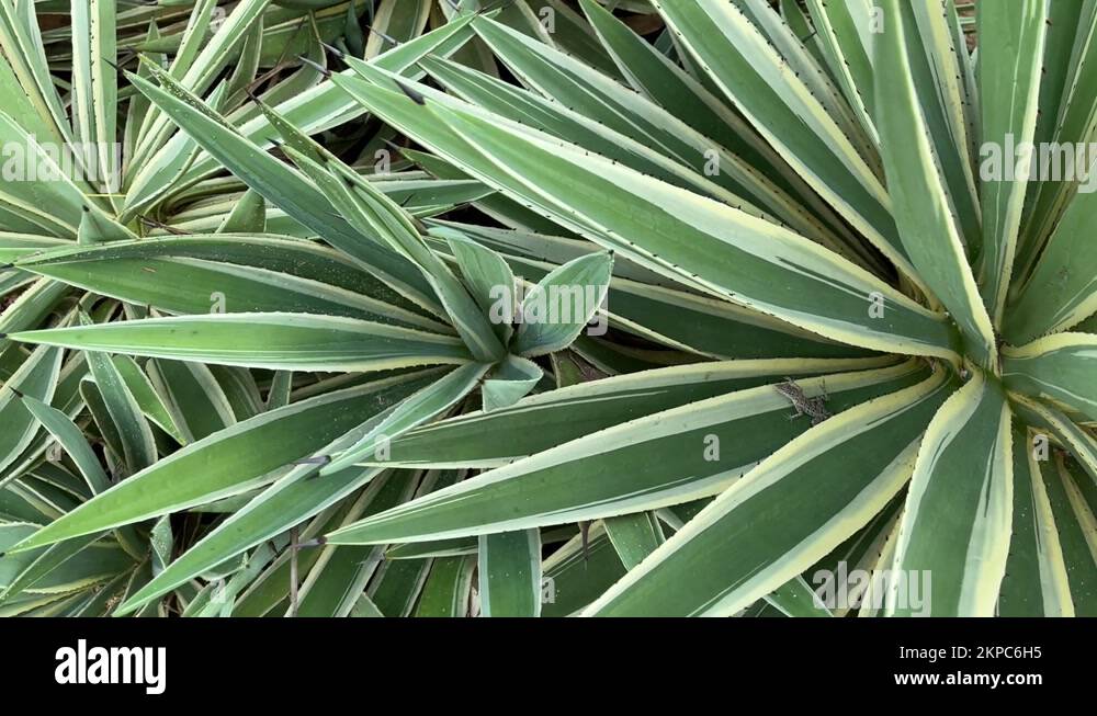 Garden lizard and leaves lizard Stock Videos & Footage - HD and 4K ...