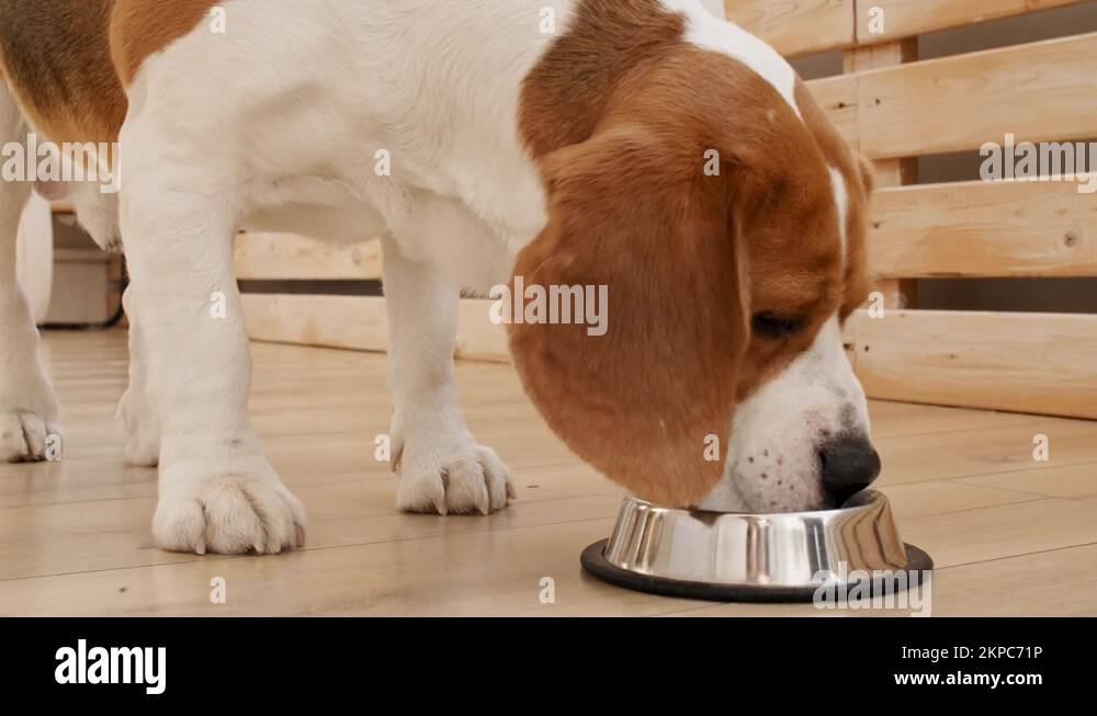 Dog Beagle drink water from metal bowl at home. The dog eats and drinks ...