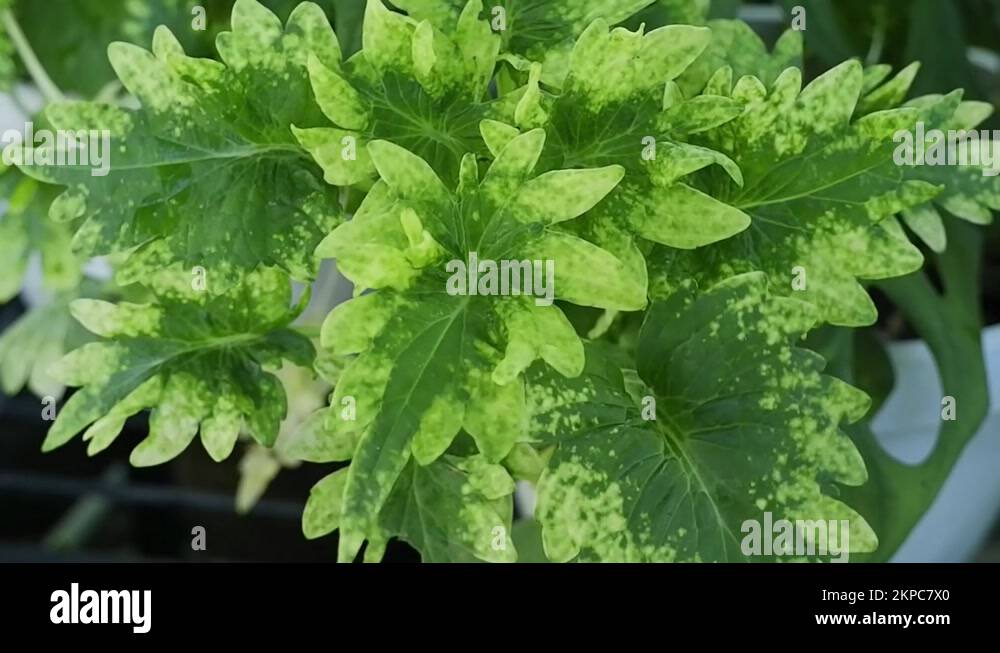 Coleus Electric Lime Solenostemon Stock Video Footage - Alamy
