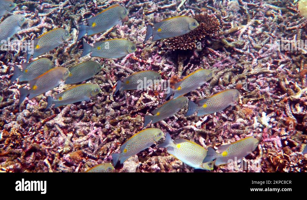 Underwater video of golden rabbitfish Siganus guttatus school in coral ...