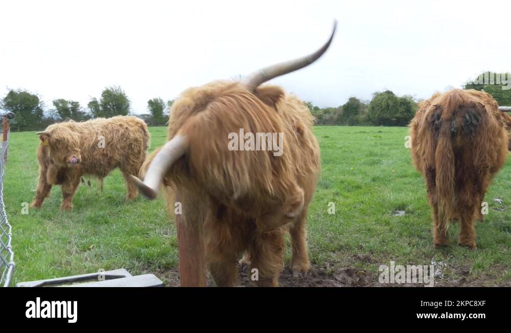 Highland cow scratching Stock Videos & Footage - HD and 4K Video Clips ...
