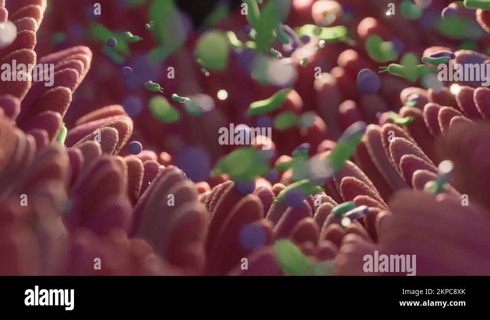 Microbiome intestine factories and microbiota. Gut health 3d render ...