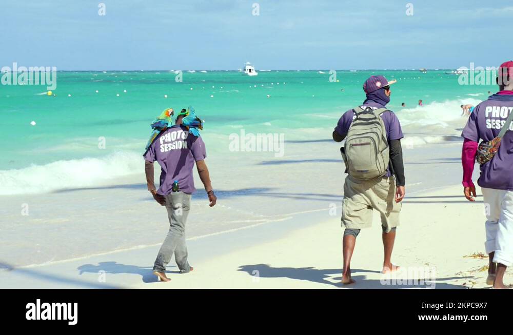 Parrots beach Stock Videos & Footage - HD and 4K Video Clips - Alamy