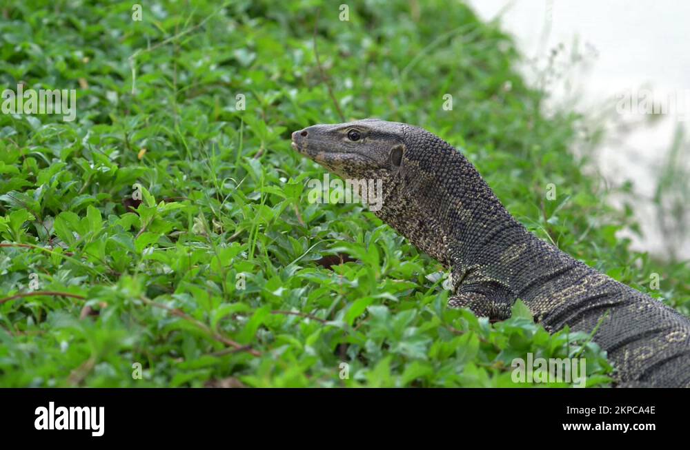 Lizard walking on water Stock Videos & Footage - HD and 4K Video Clips ...