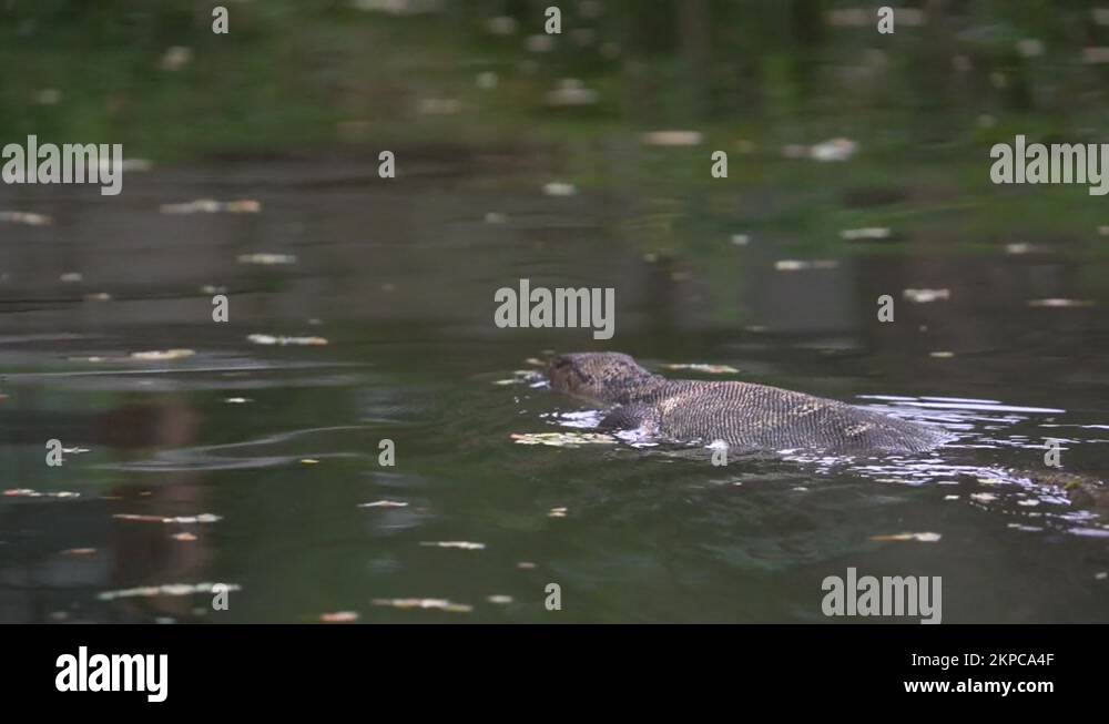 Asian Water Monitor Lizard Swimming In The Freshwater Lake. - tracking ...