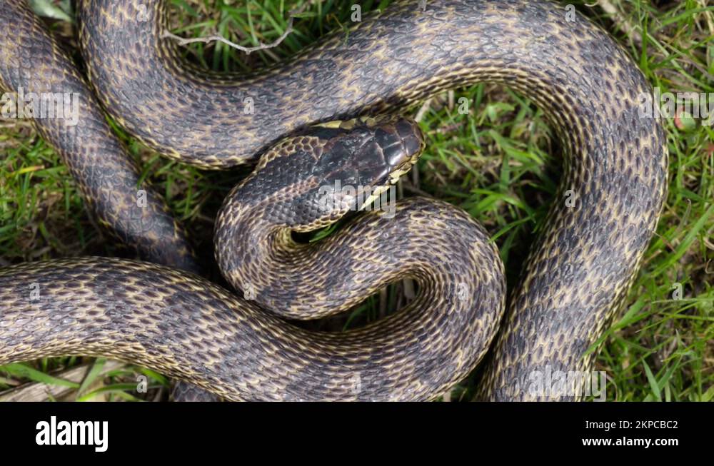 Blotched snake elaphe sauromates elaphe Stock Videos & Footage - HD and ...