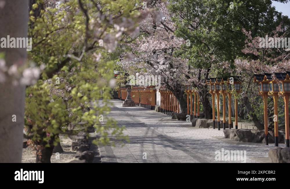 Katayama Shrine in Suita, Osaka. Wind in Sakura Trees, Spring Japan ...