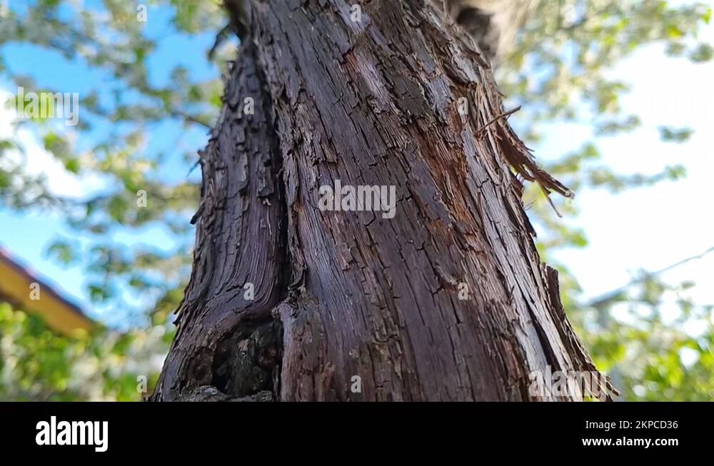 Tree vine texture Stock Videos & Footage - HD and 4K Video Clips - Alamy