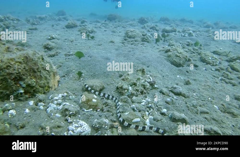 fast moving banded snake eel swimming over the ocean floor hunting prey ...
