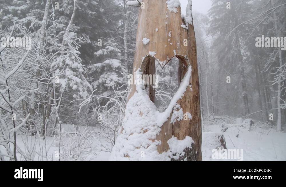 Heart carved in tree snow Stock Videos & Footage - HD and 4K Video ...