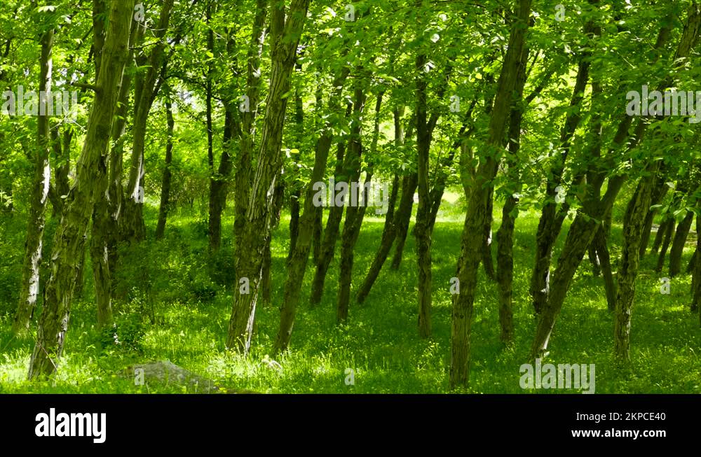 Walnut forest Stock Videos & Footage - HD and 4K Video Clips - Alamy