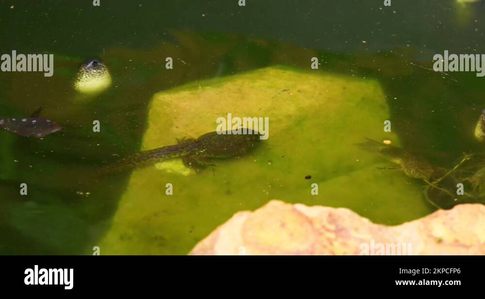 Green frog tadpoles Stock Videos & Footage - HD and 4K Video Clips - Alamy