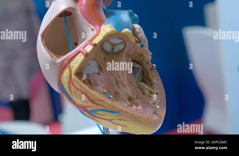 Human heart section anatomy Stock Videos & Footage - HD and 4K Video ...